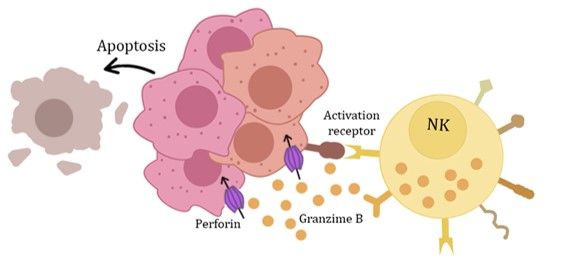 Natural killer (противораковые клетки)